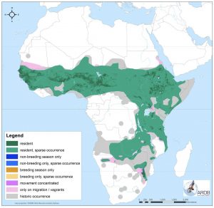 About African Vultures - Vulpro