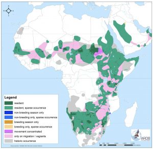 About African Vultures - Vulpro