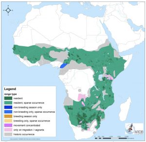 About African Vultures - Vulpro