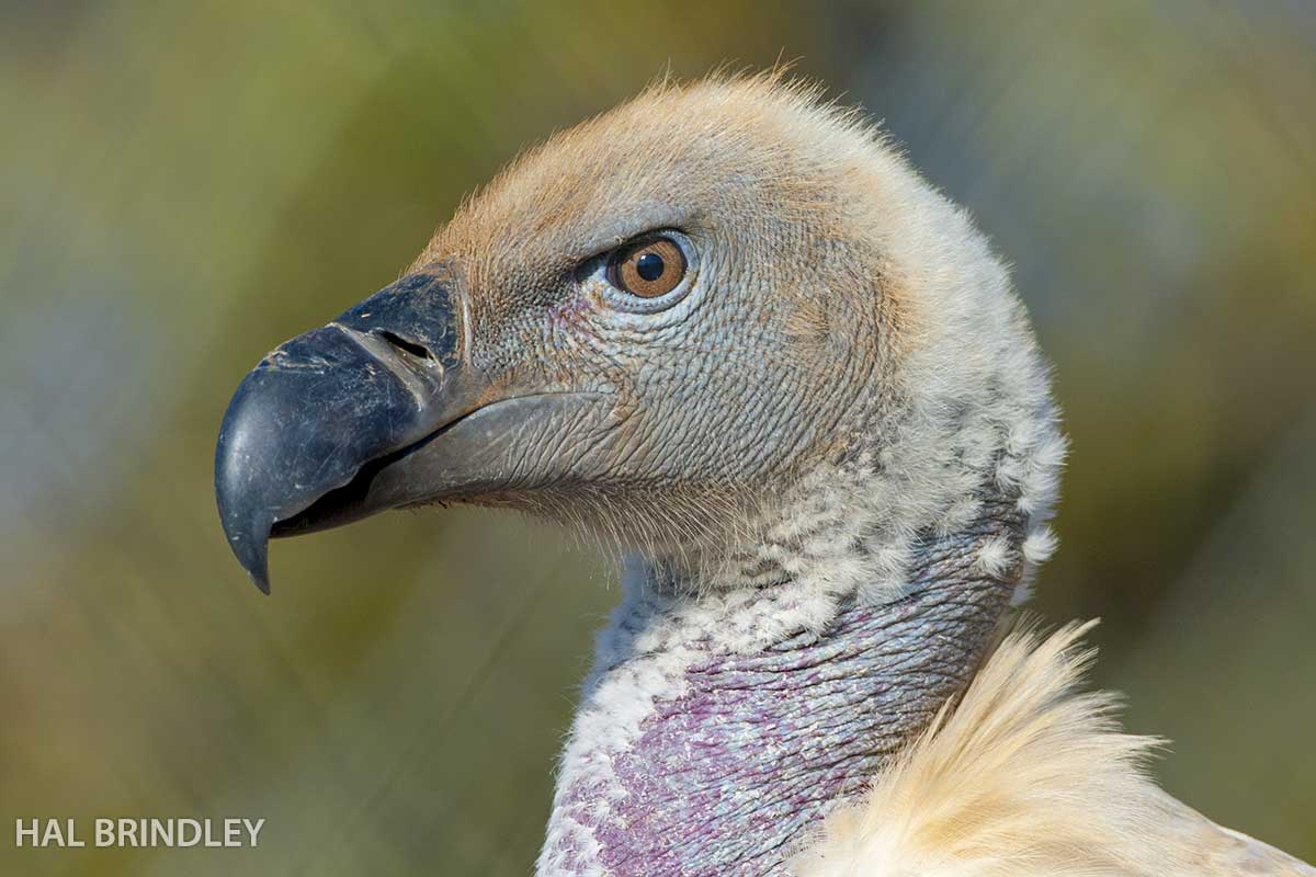 About African Vultures - Vulpro